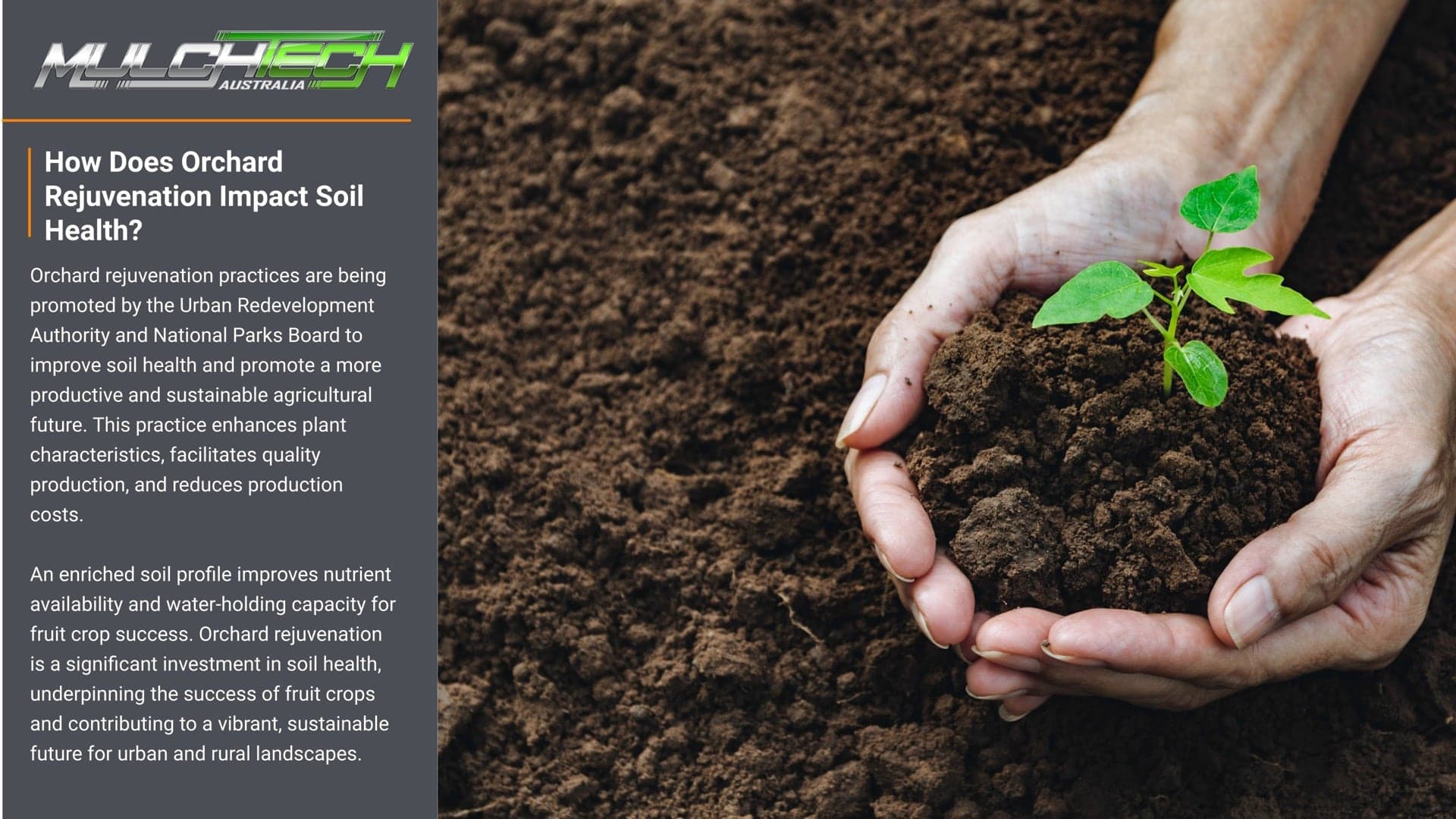 Orchard Rejuvenation | Mulchtech - Mulchers | 0439 666 535 | Orchard ...