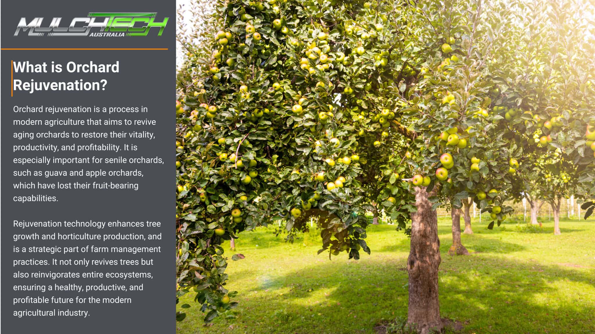 Orchard Rejuvenation | Mulchtech - Mulchers | 0439 666 535 | Orchard ...